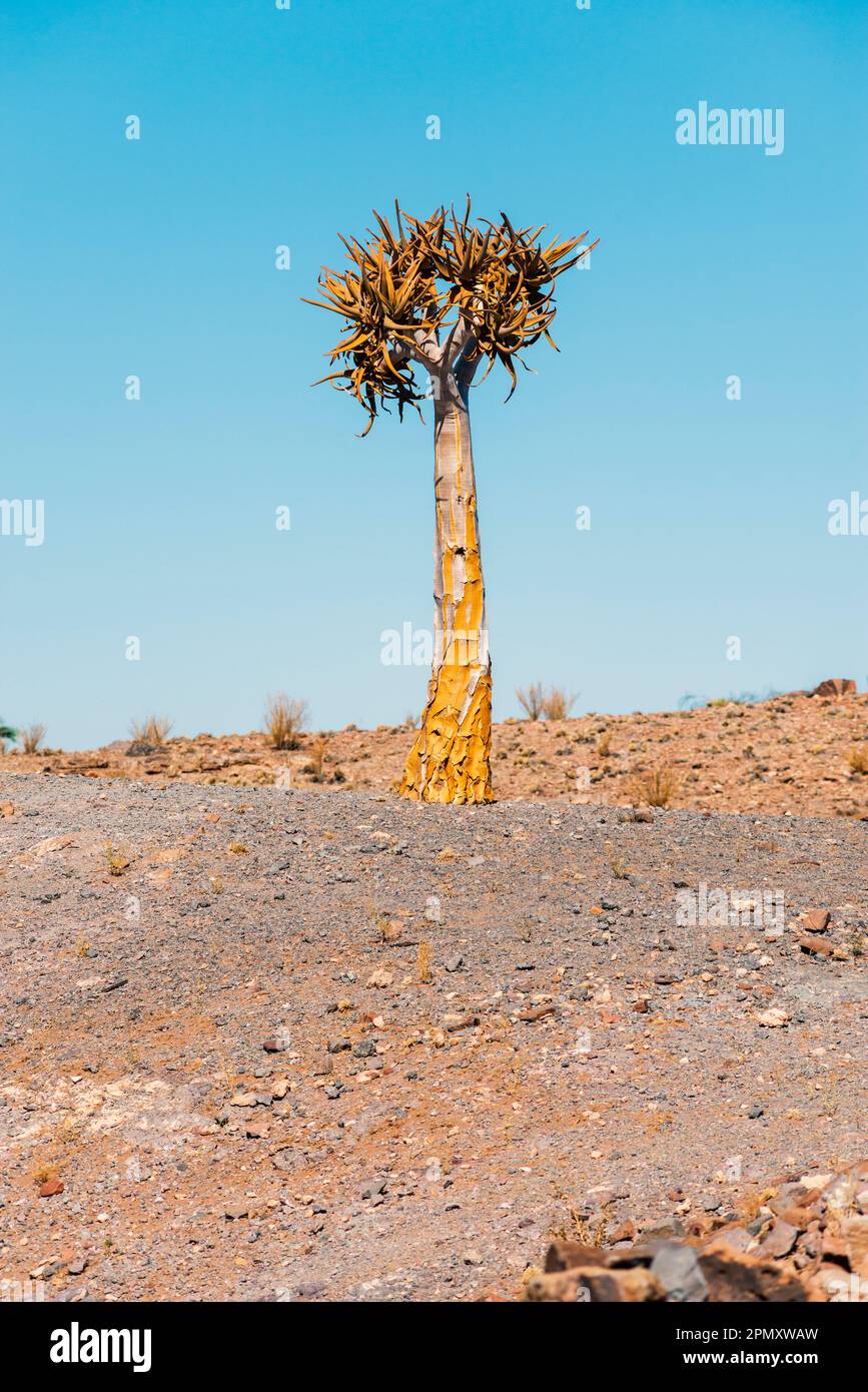 lonely aloe tree in stone desert by sunny day in Namibia Stock Photo ...