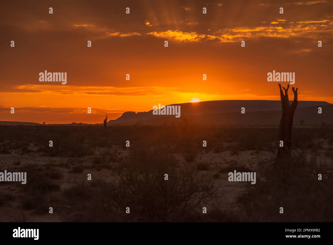 dawn desert landscape from Namibia Stock Photo - Alamy