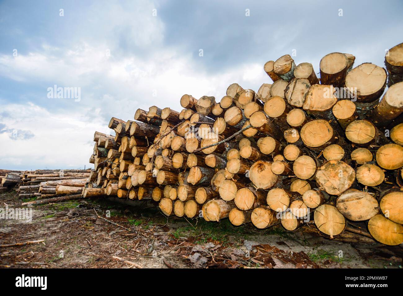 heap of many different marked wooden logs outdoor Stock Photo - Alamy