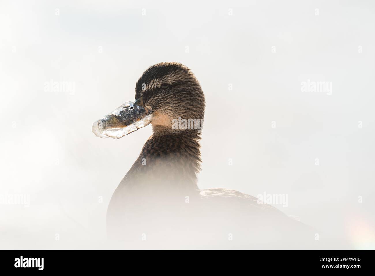 A close-up of a mallard duck in icy winter conditions, its beak frosted ...