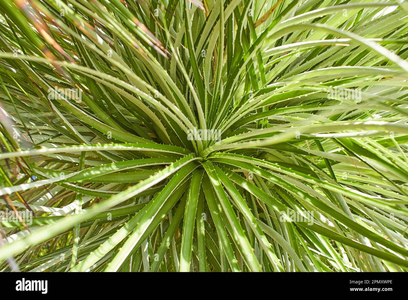 Plant of bromeliaceae puya venusta in the garden. Summer and spring time Stock Photo - Alamy