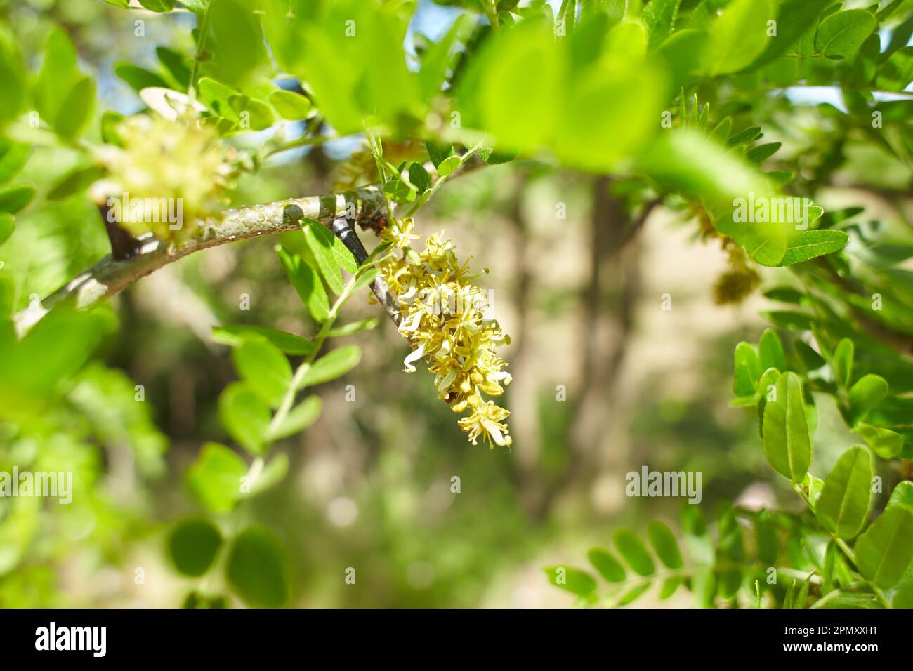 Selective focus young leaves of gleditsia triacanthos on the tree, The ...