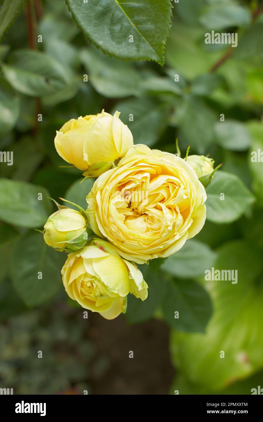 Yellow of Rosa Line Renaud, Mary Rose, Charles Rennie Mackintosh in the garden. Summer and ...