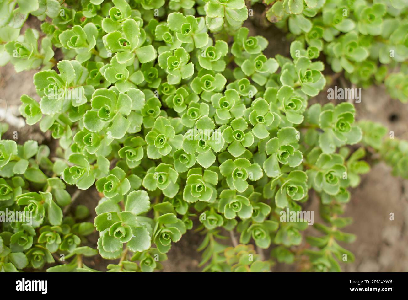 Green plant of ‘John Creech’ stonecrop, Sedum Spurium Summer Glory ...