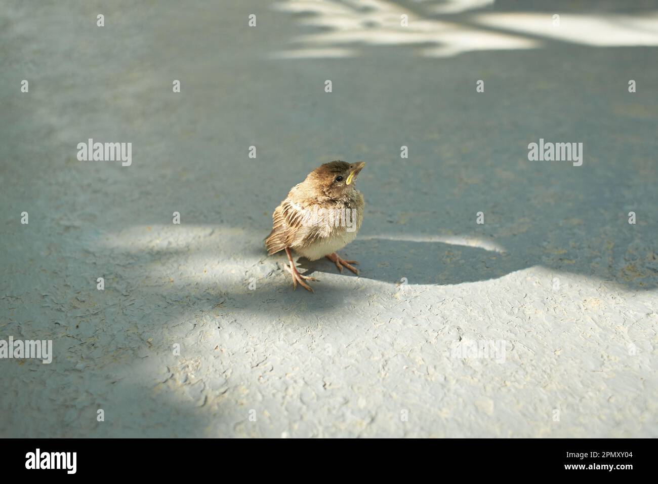Baby sparrow. Little Sparrow, sitting alone and chirping. Sweet baby ...