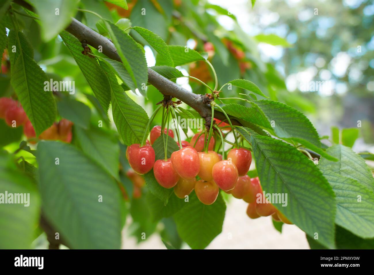 Ripe yellow-red berries of sweet cherries ripen on a tree branch Stock ...