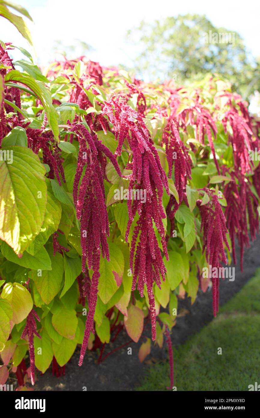 Amaranthus caudatus "Love Lies Bleeding" flowers in bloom Stock Photo ...