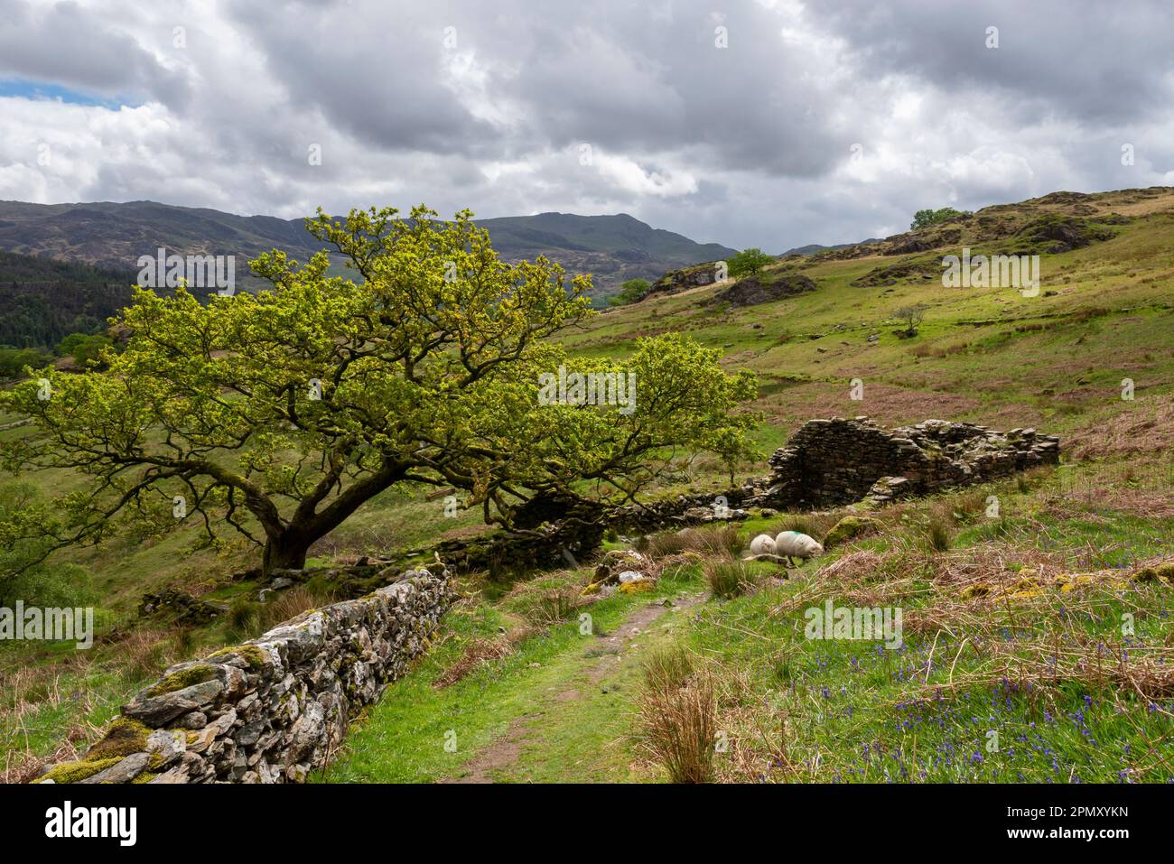 Old stone ruin beside the Watkin Path in Cwm Llan, Snowdonia national ...