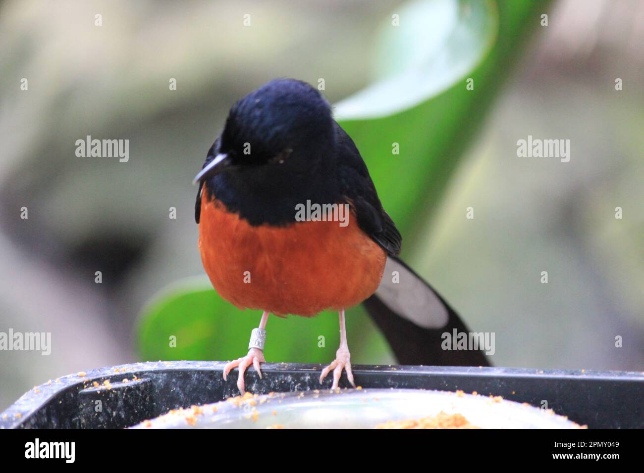 White rumped shama cage hi-res stock photography and images - Alamy
