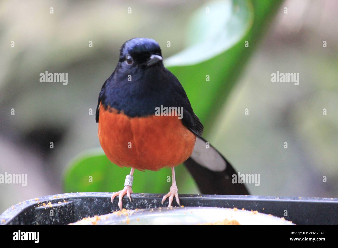 Black shama hi-res stock photography and images - Alamy