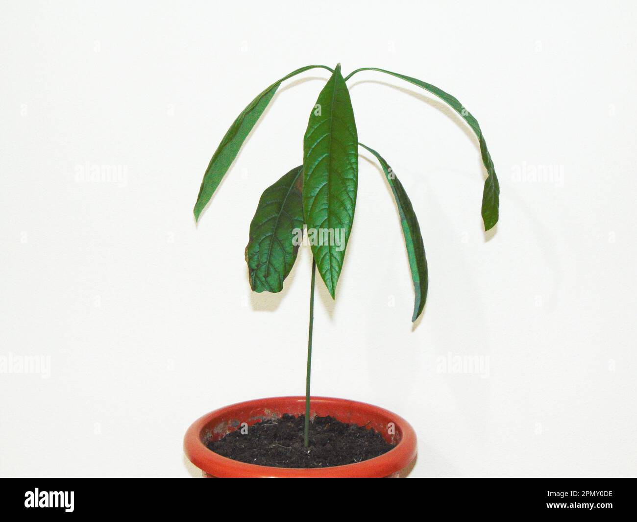 Little avocado tree with green leaves. Avocado plant Stock Photo - Alamy