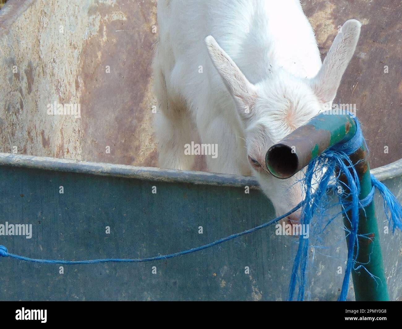 A white little goat (yearling) sits in a wheelbarrow on the farm. In ...