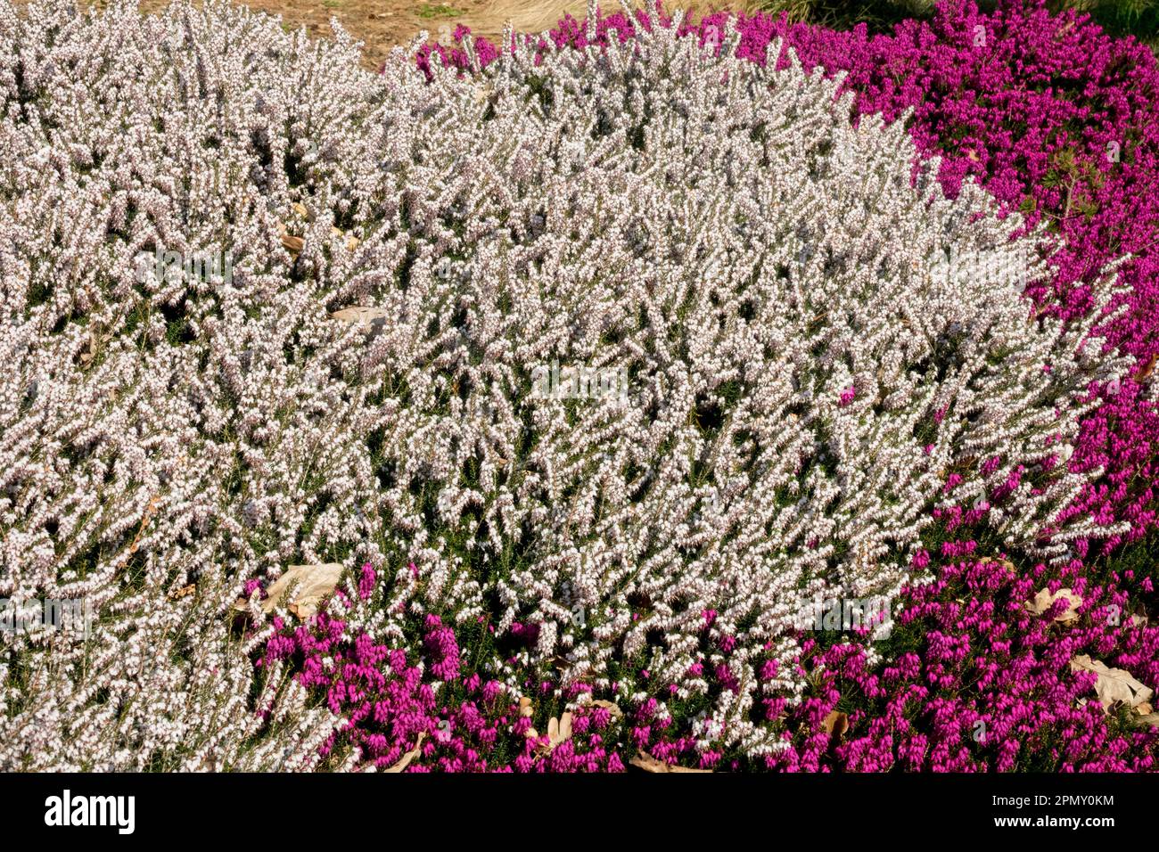 Erica carnea "Alba" Erica "Rosantha", Heather, Erica carnea, Garden ...