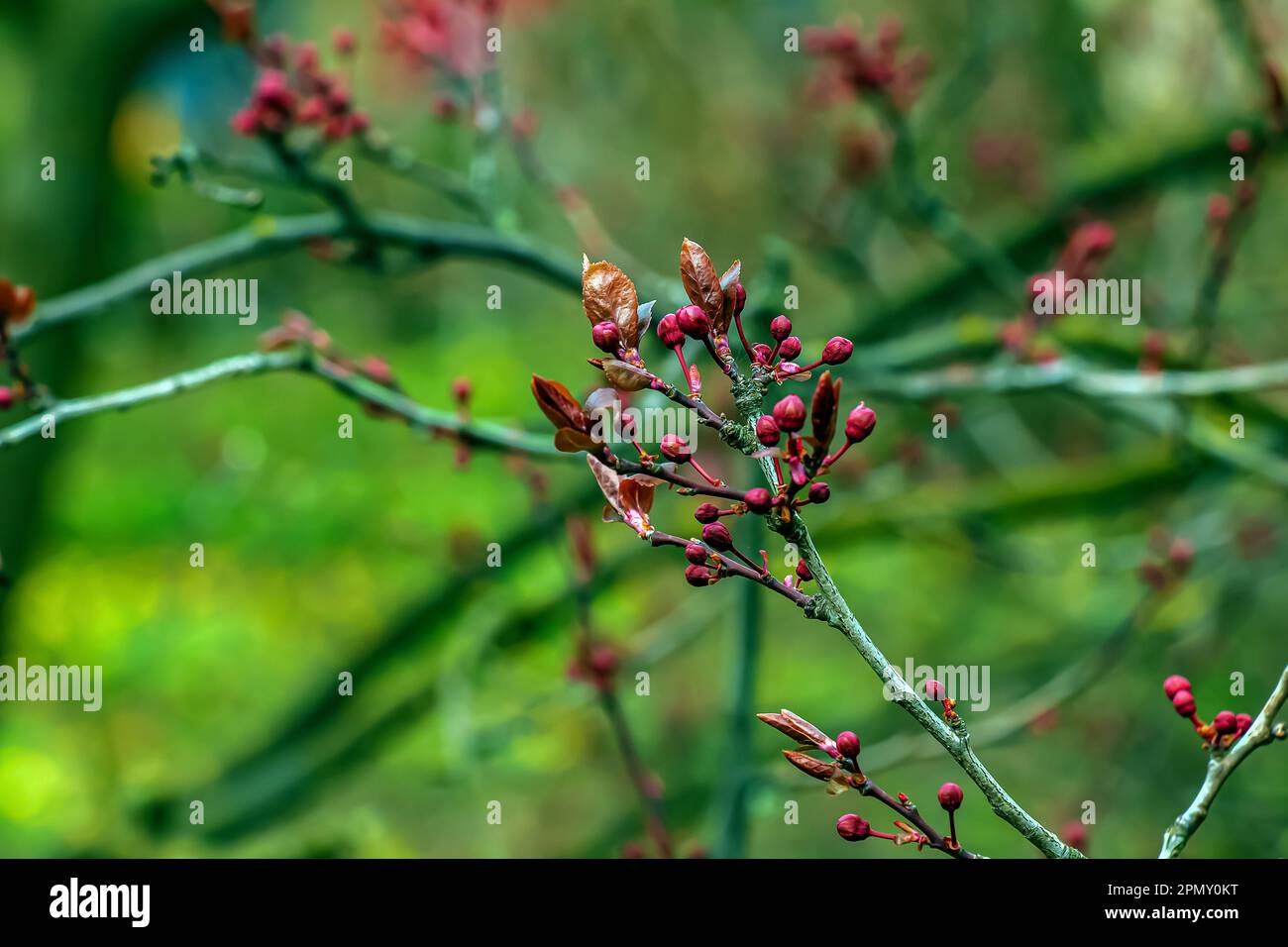 Prunus Cerasifera Pissardii Tree blossom with pink flowers. Spring twig ...