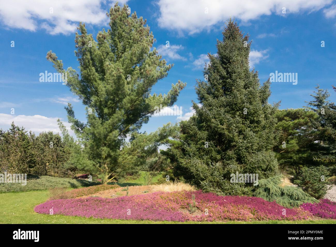 Garden scene, Pinus strobus, Tree, Picea purpurea Stock Photo - Alamy