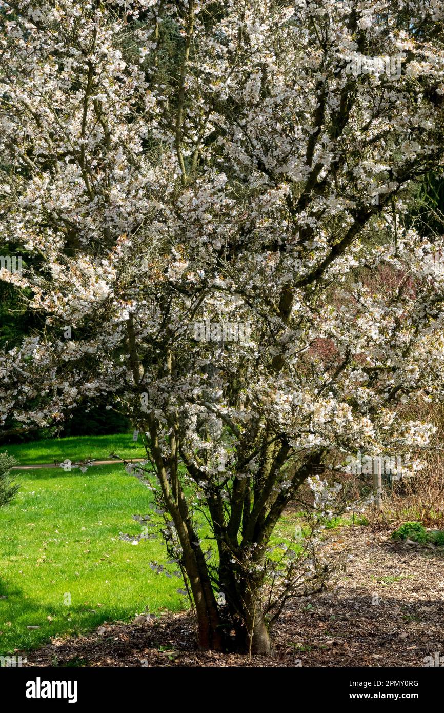 Tree Prunus nipponica "Brillant", Blooming, Shrub, Garden, Springtime ...