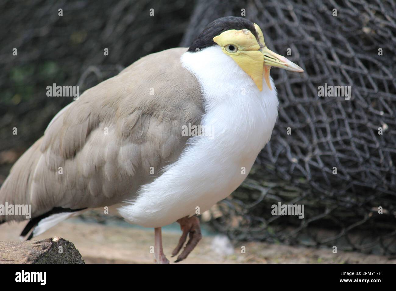 Masked lapwing with open beak hi-res stock photography and images - Alamy