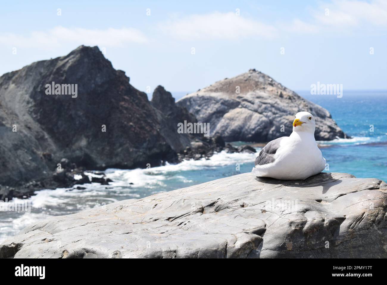 A seagull is sitting on a rock with the sea of the west coast visible ...