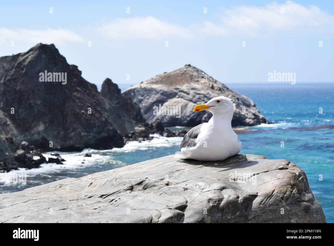 A seagull is sitting on a rock with the sea of the west coast visible ...