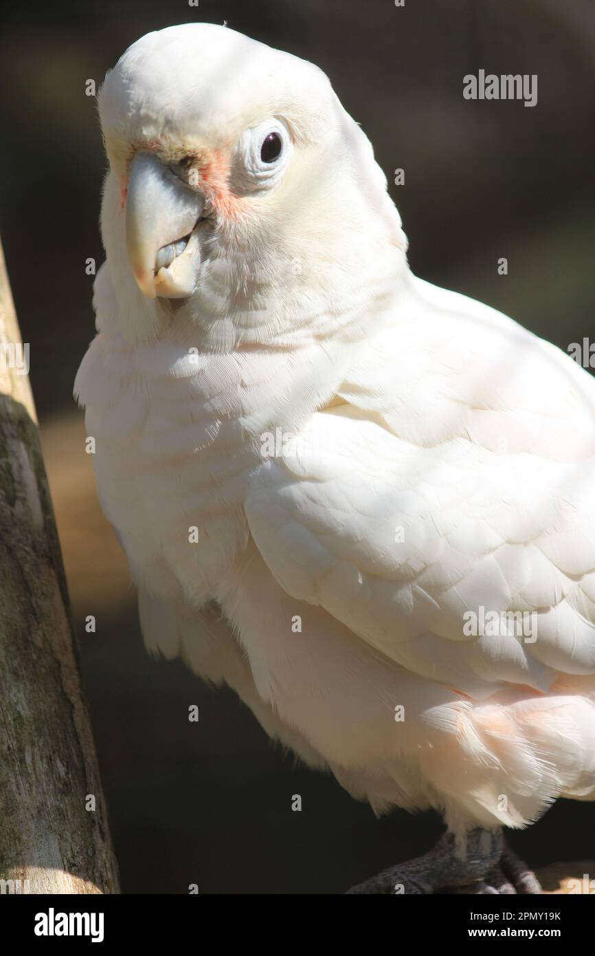 Indonesia deforestation bird hi-res stock photography and images - Alamy