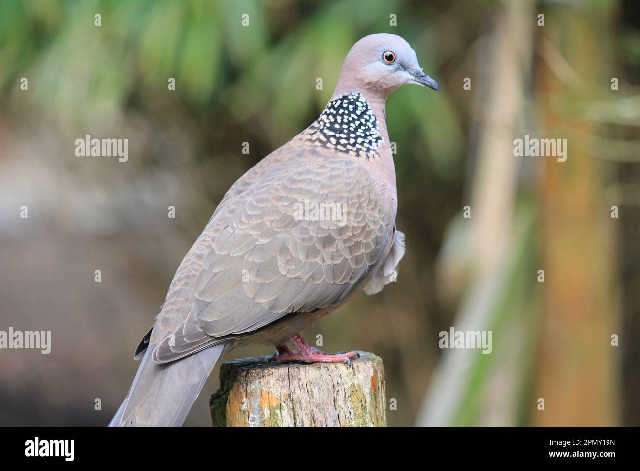 Long tailed doves hi-res stock photography and images - Alamy