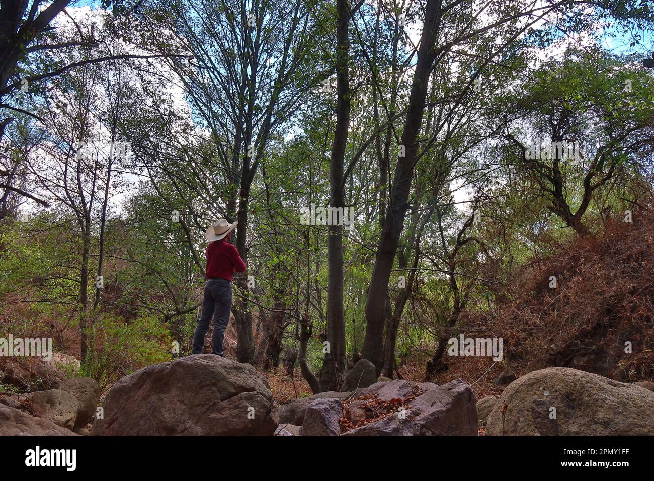 A man in a cowboy hat is standing in the woods looking at the sky with ...