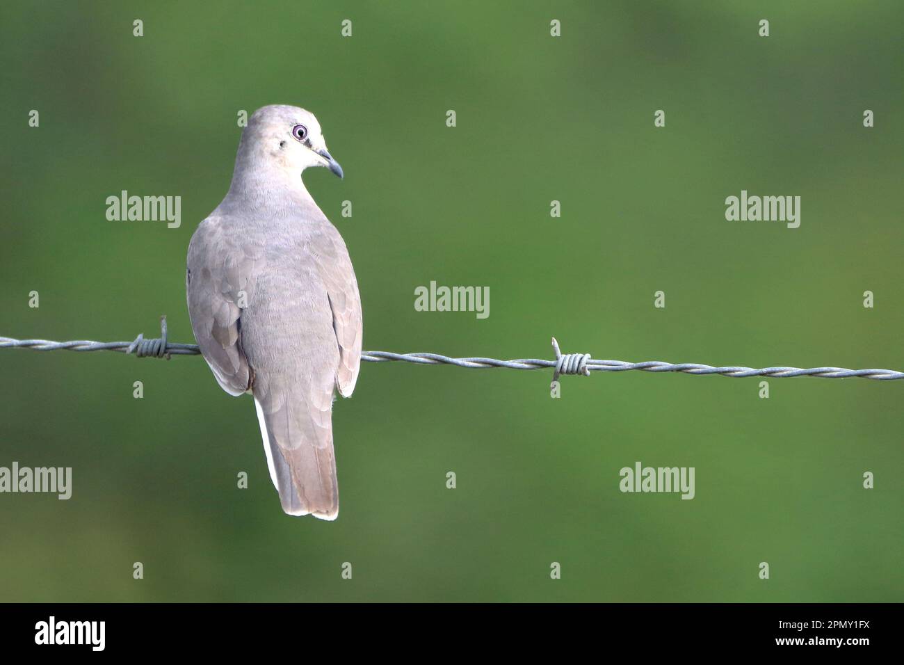 Picui Ground-Dove (Columbina picui) perched on barbed wire. photo from ...