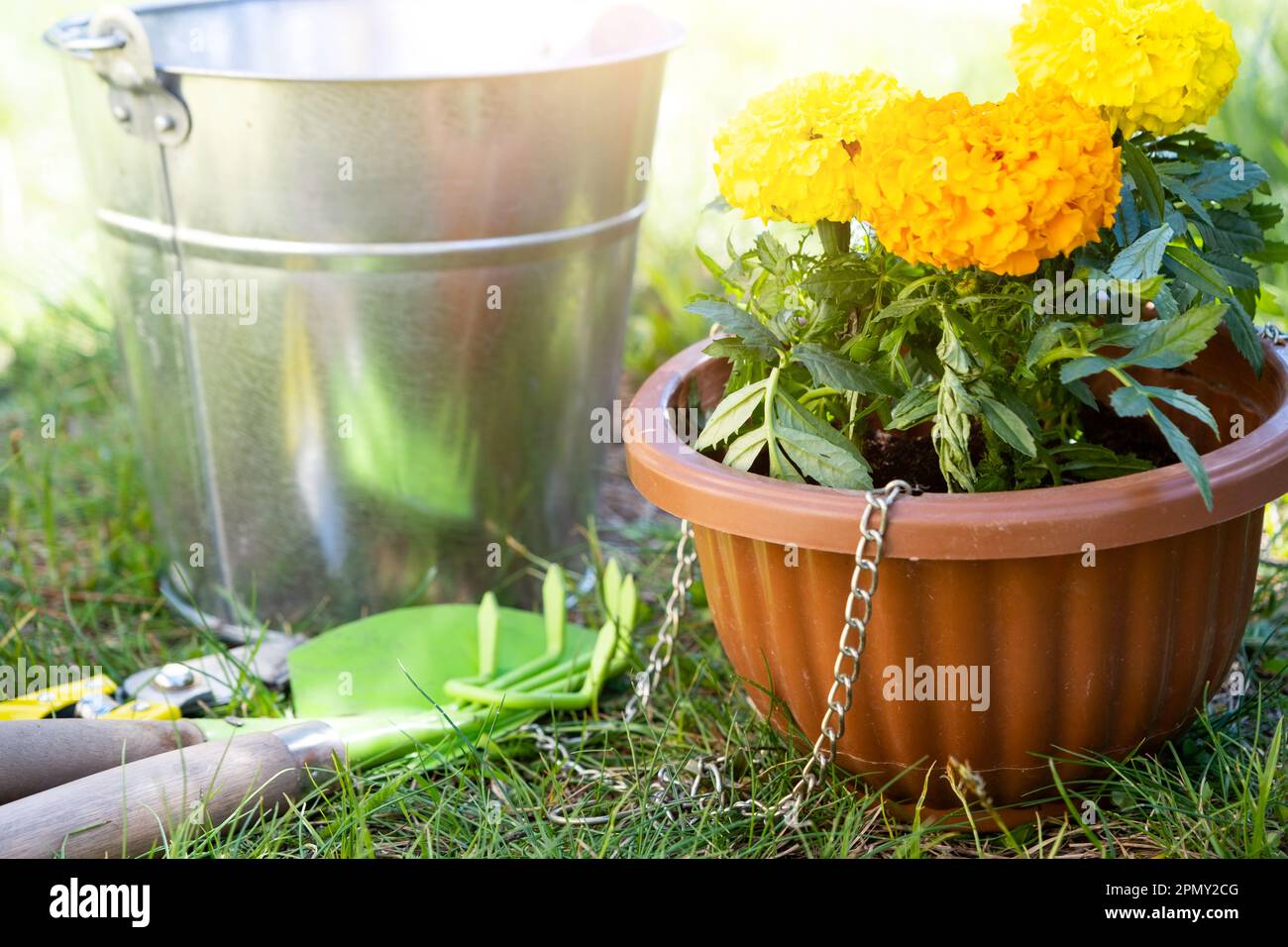 Yellow and orange marigold seedlings with roots are prepared for ...