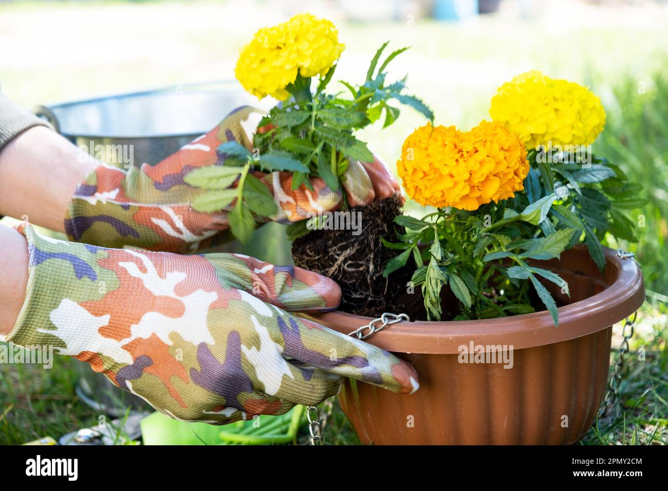 Yellow and orange marigold seedlings with roots are prepared for ...