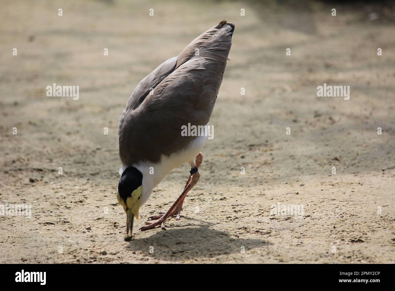 Black terminal band on tail hi-res stock photography and images - Alamy