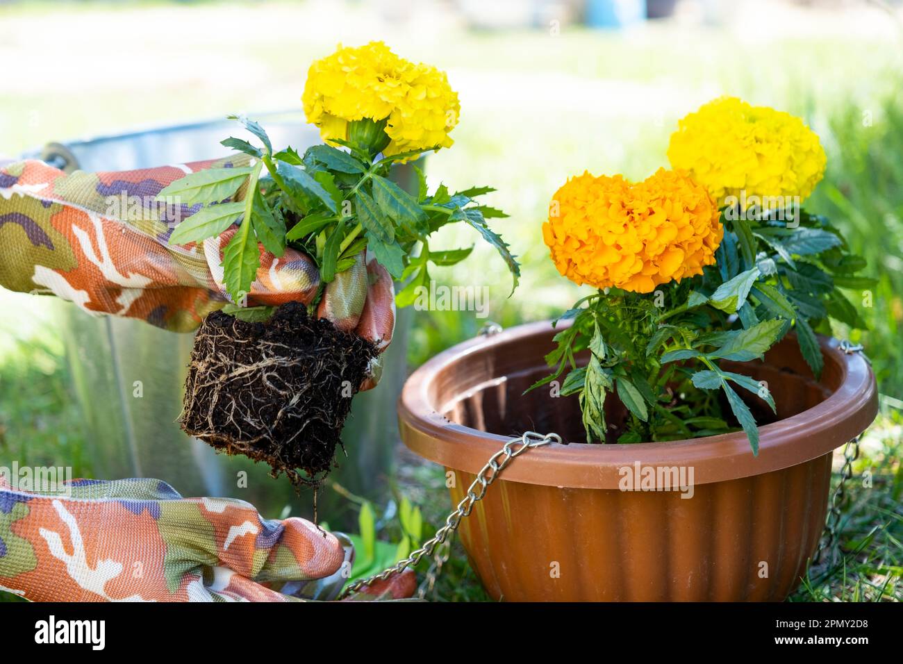 Yellow and orange marigold seedlings with roots are prepared for ...