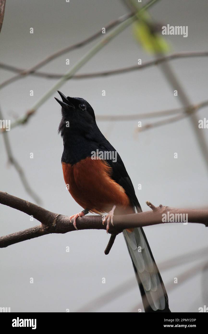 White rumped shama cage hi-res stock photography and images - Alamy
