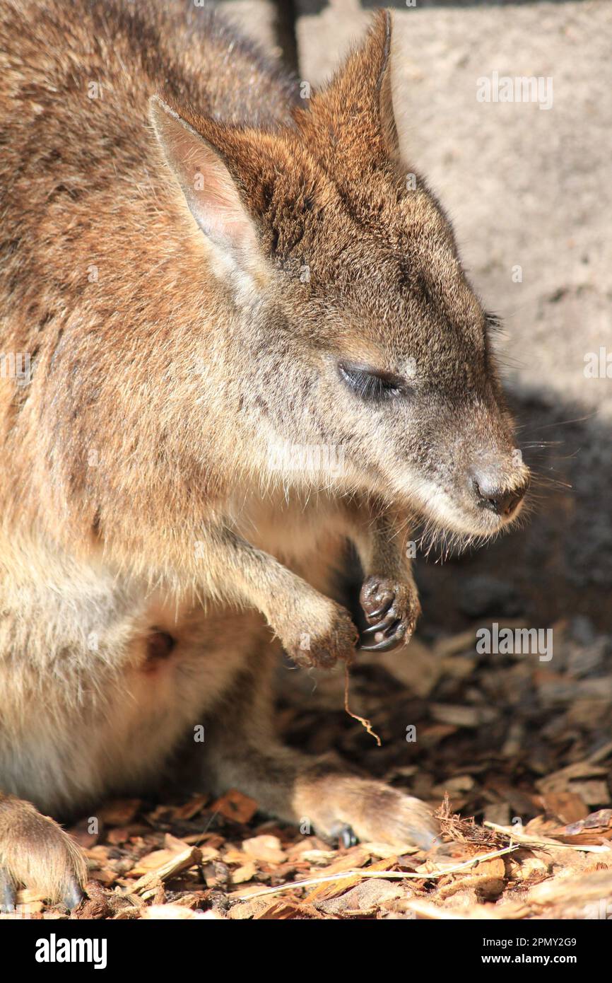 Notamacropus parma hi-res stock photography and images - Alamy