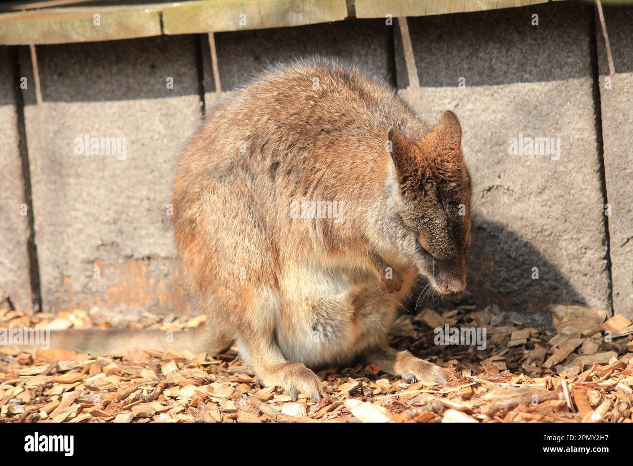 Notamacropus parma hi-res stock photography and images - Alamy