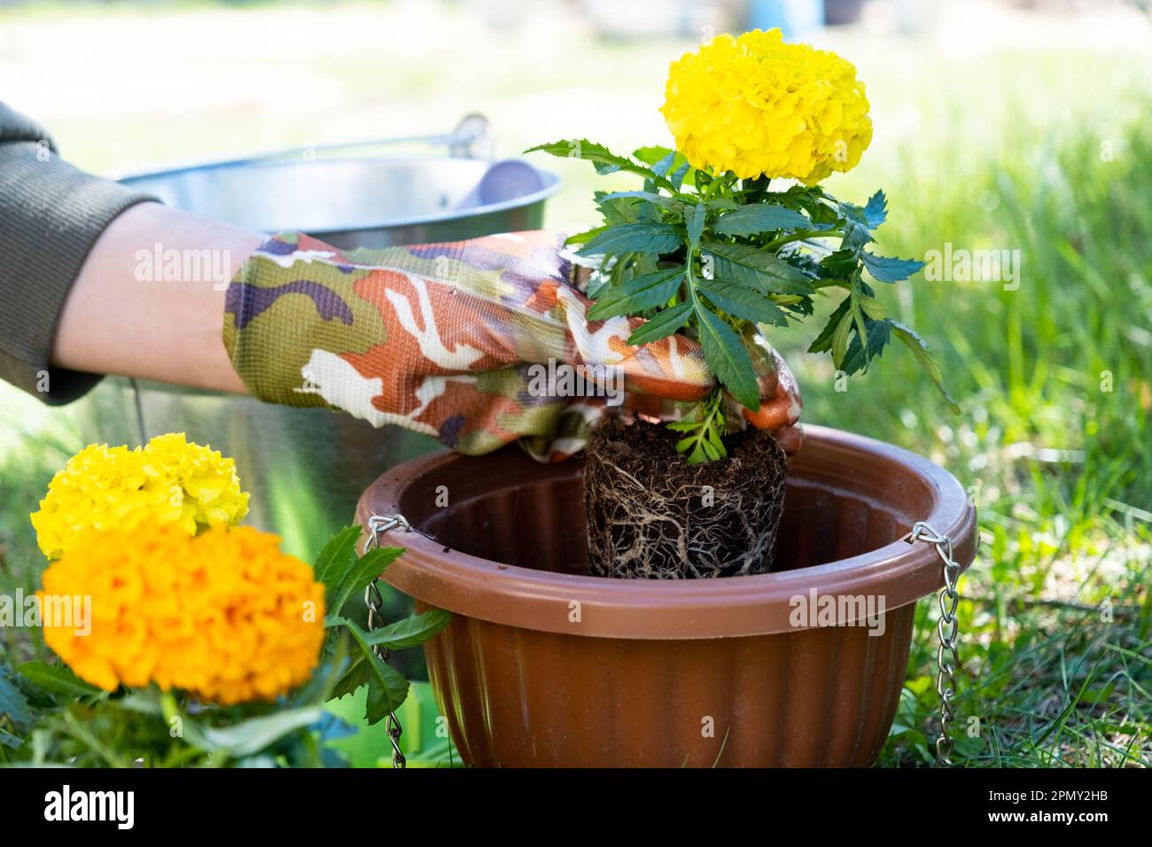 Yellow and orange marigold seedlings with roots are prepared for ...