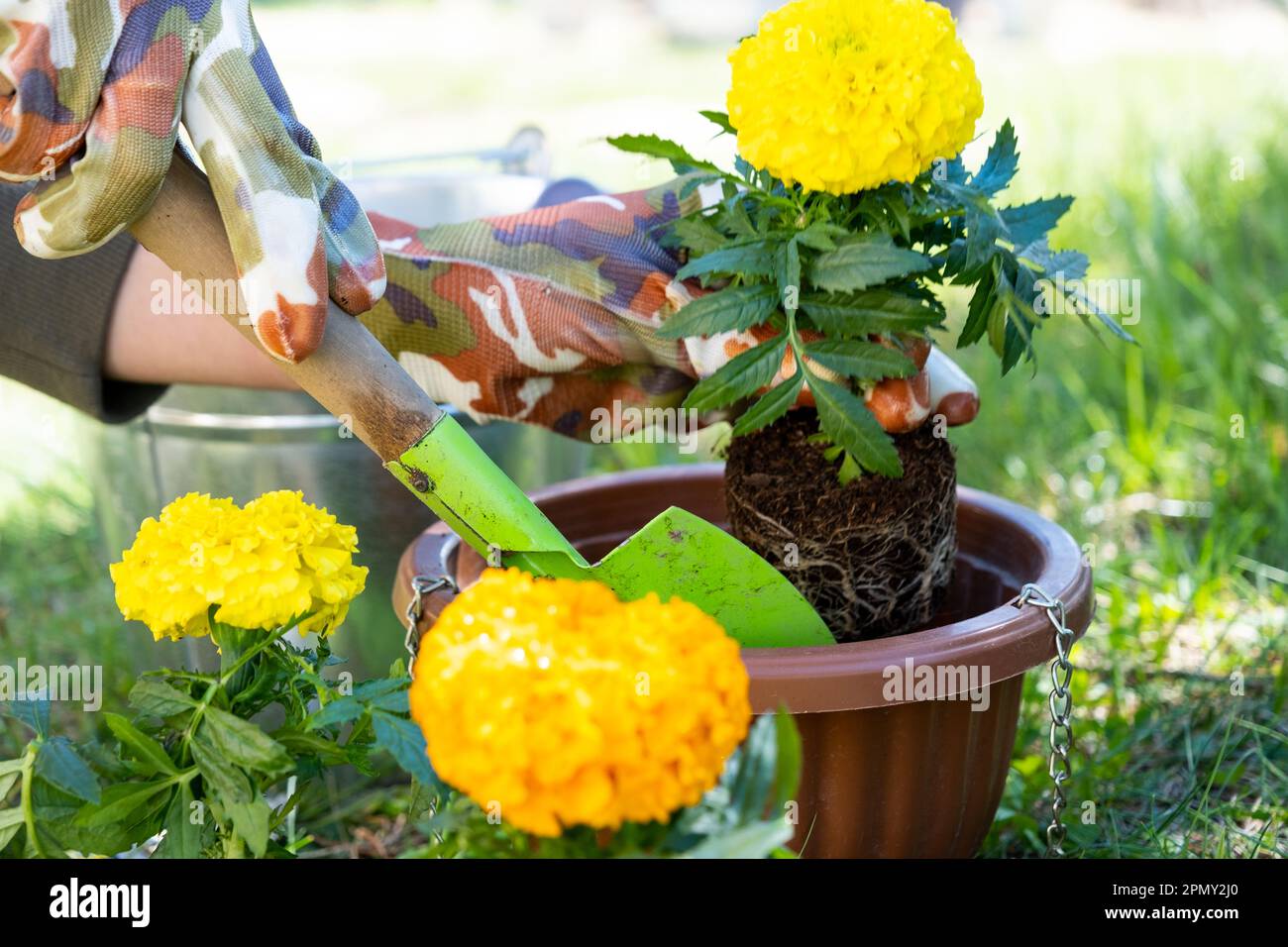 Yellow and orange marigold seedlings with roots are prepared for ...