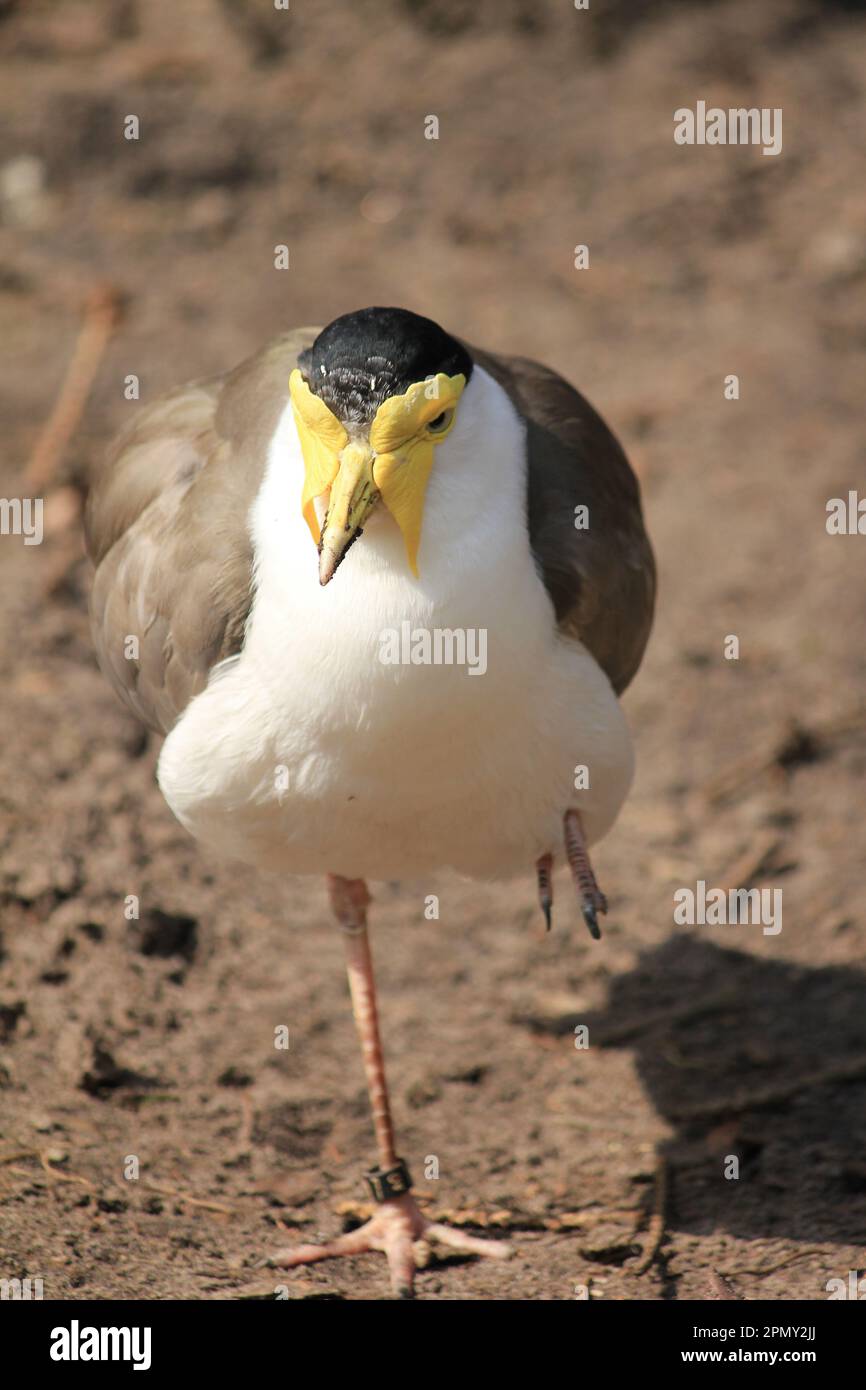 Masked lapwing with open beak hi-res stock photography and images - Alamy