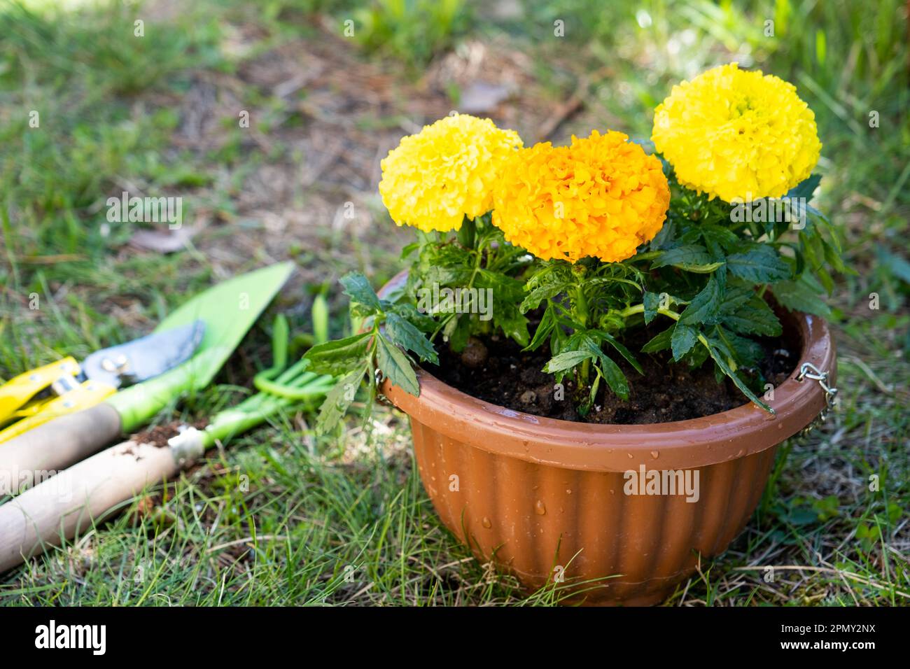 Yellow and orange marigold seedlings with roots are prepared for ...