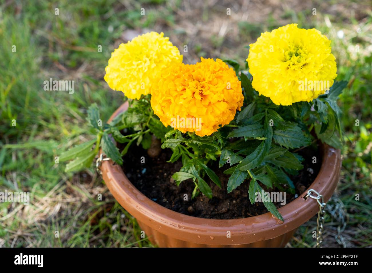 Yellow and orange marigold seedlings with roots are prepared for ...