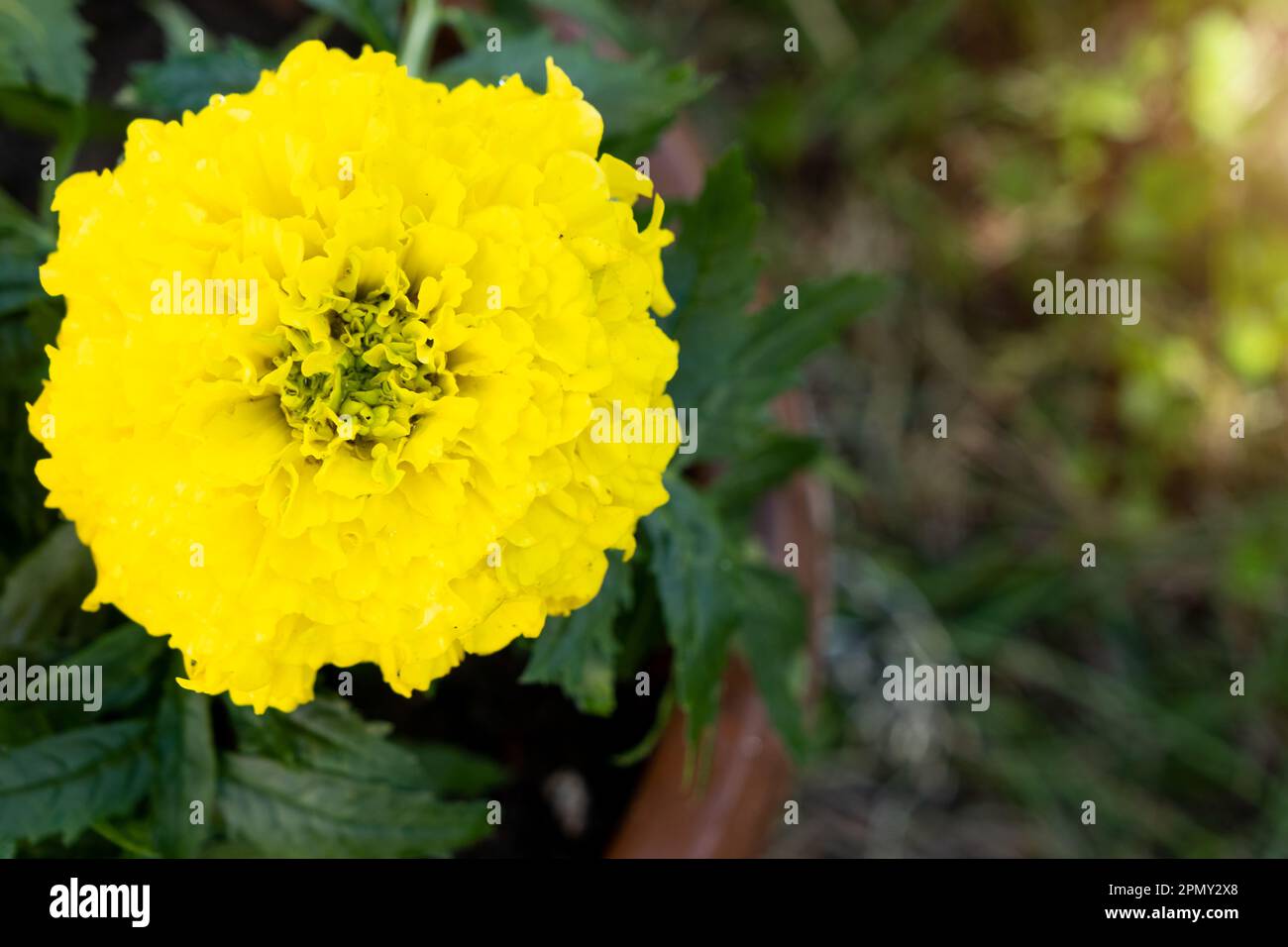 Yellow marigold seedlings are planting in the open ground in spring ...