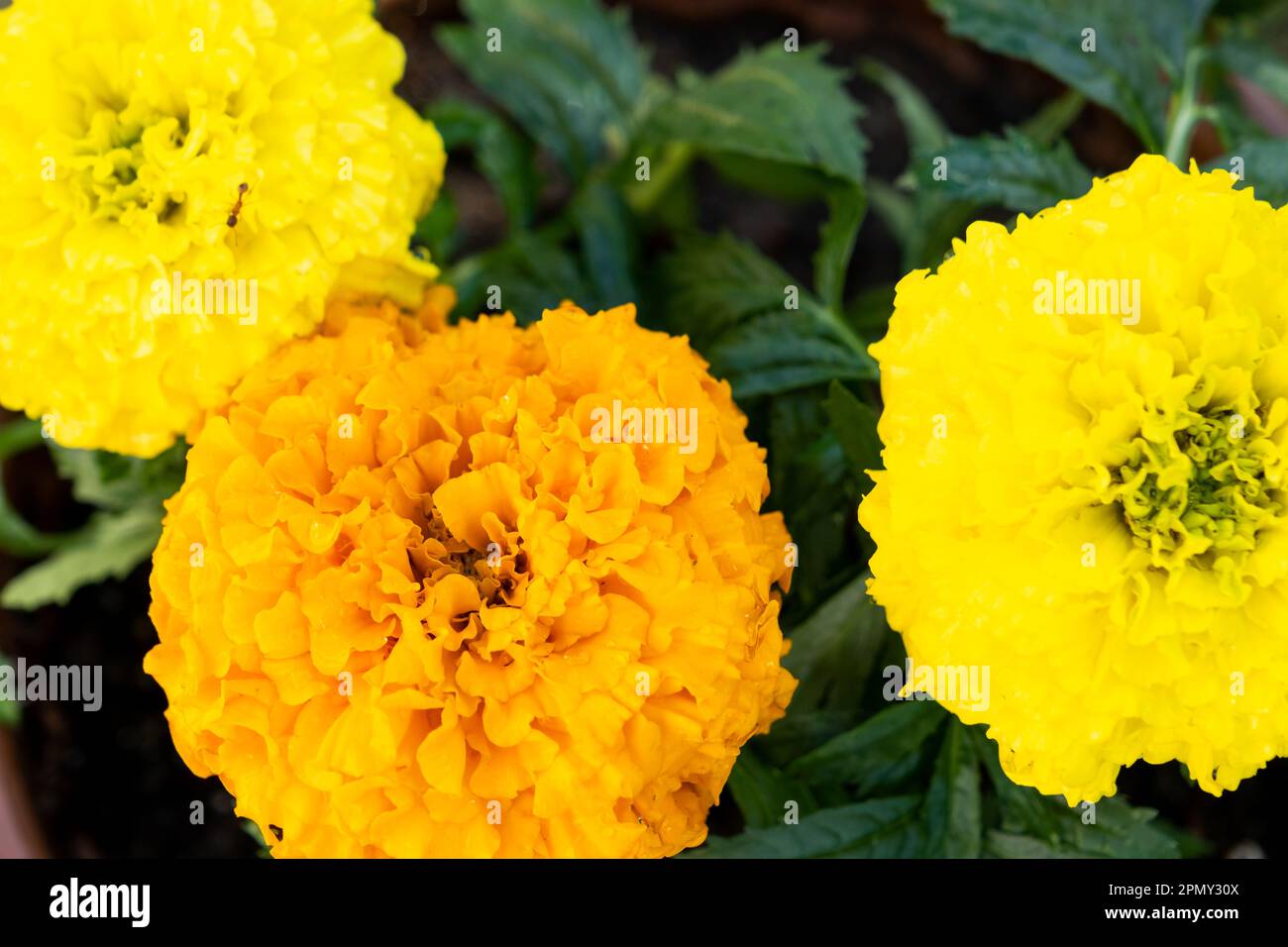 Yellow and orange marigold seedlings with roots are prepared for ...
