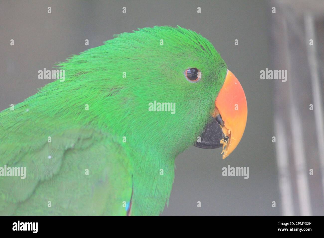 Noble parrots hi-res stock photography and images - Alamy