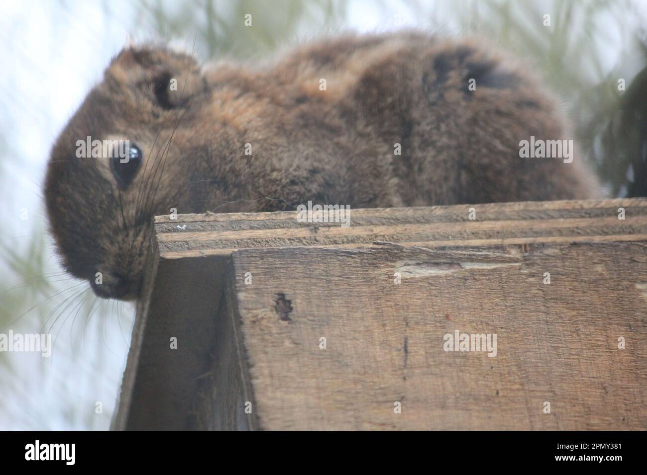 Chinese striped tree squirrel Stock Photo - Alamy