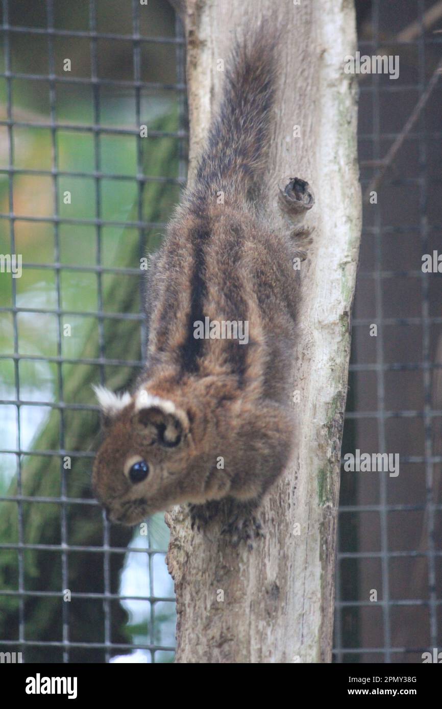 Chinese striped tree squirrel Stock Photo - Alamy