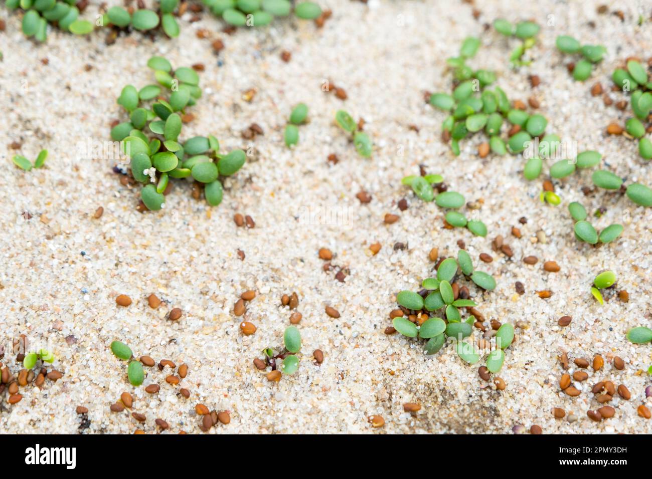 Seeds on sand hi-res stock photography and images - Alamy