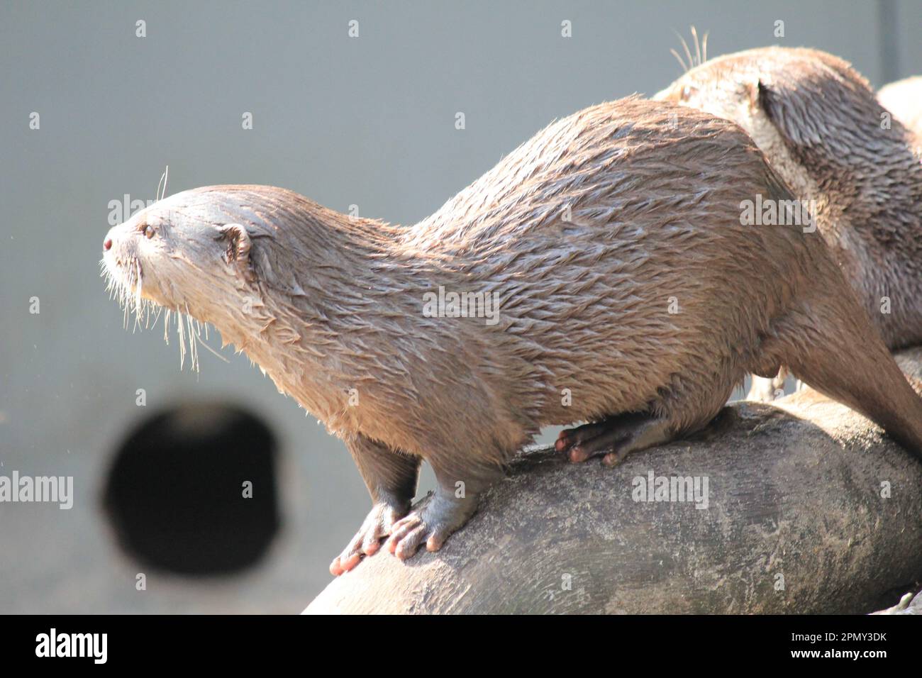 Asian small-clawed otter Stock Photo - Alamy