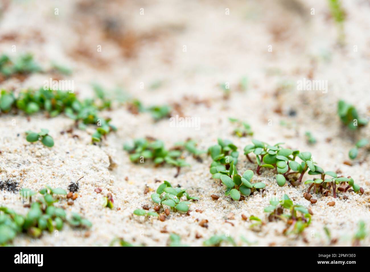 Seeds on sand hi-res stock photography and images - Alamy