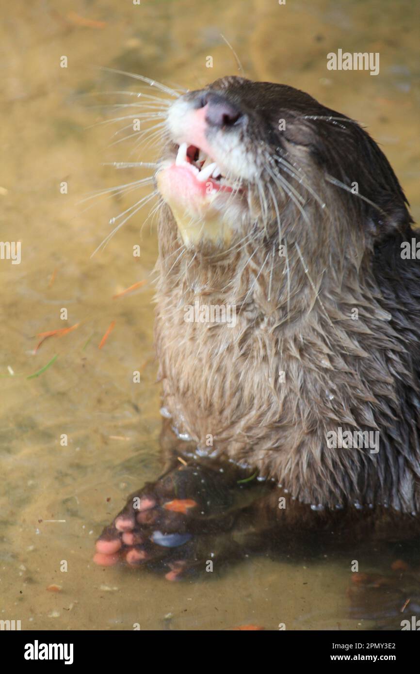Asian small-clawed otter Stock Photo - Alamy