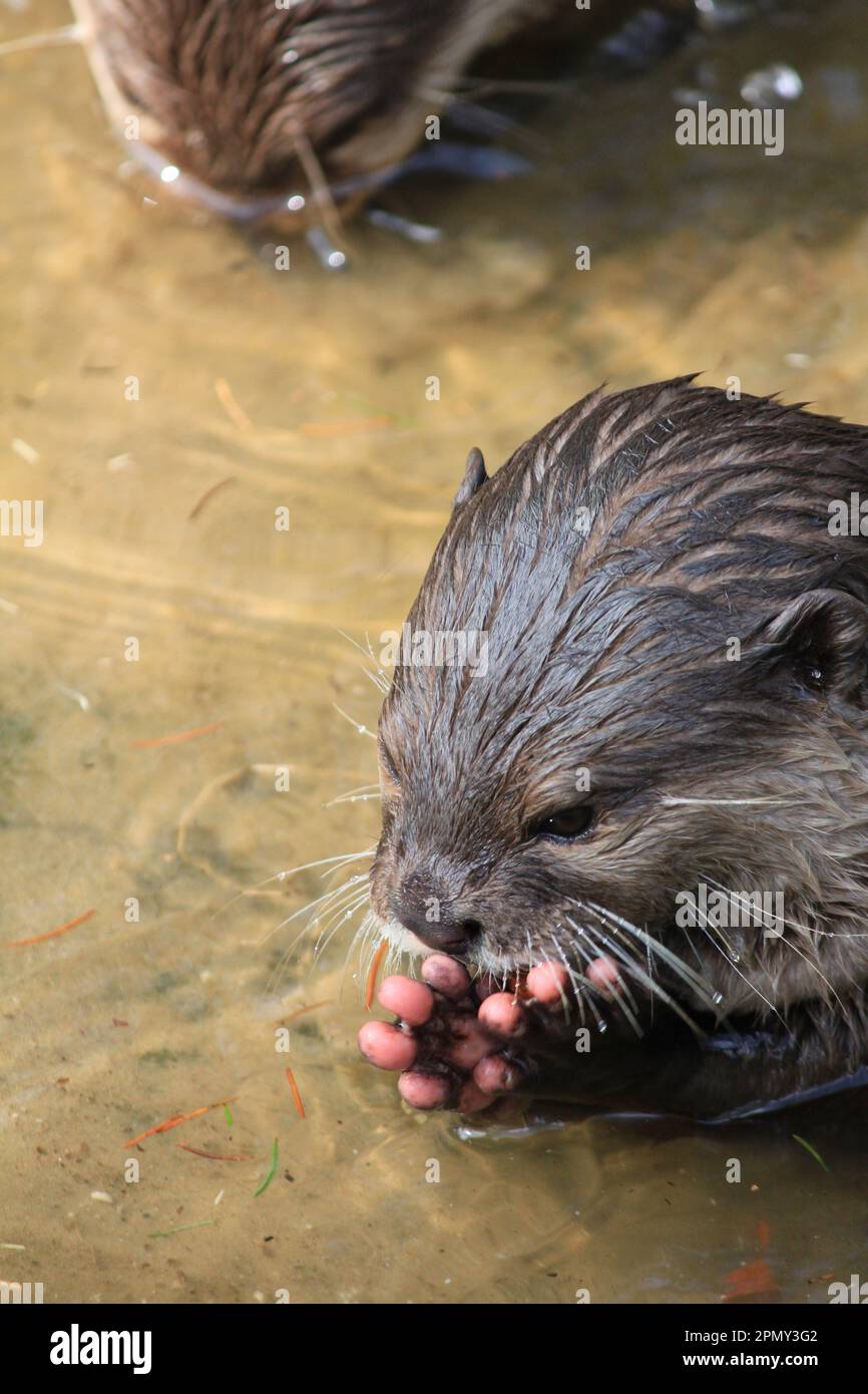 Asian small-clawed otter Stock Photo - Alamy