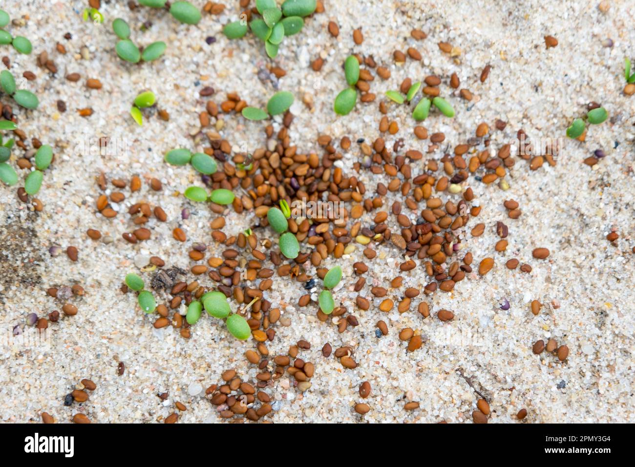 Seeds on sand hi-res stock photography and images - Alamy
